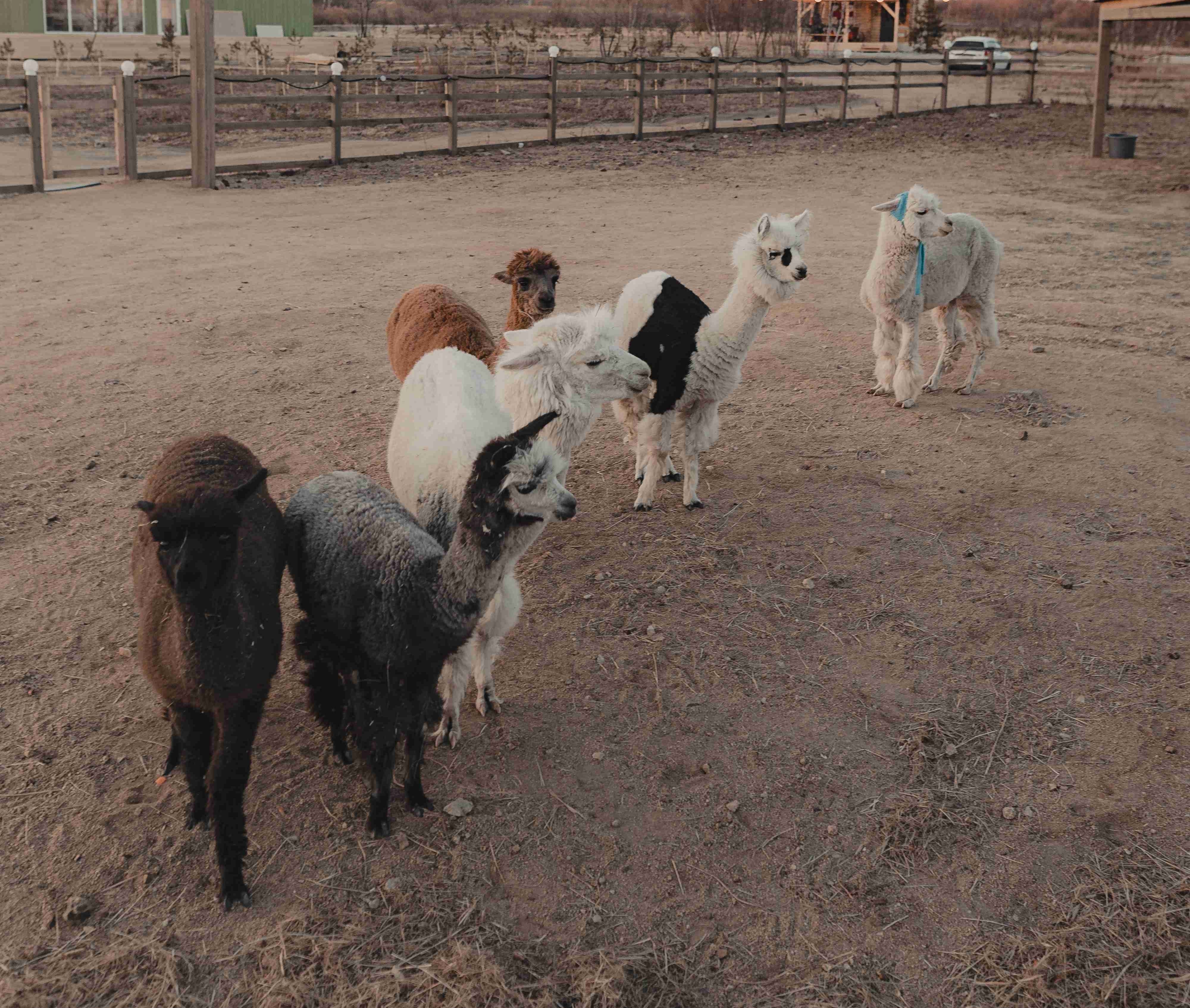 Seaside Alpaca Farm Primorsky Krai: tips before visiting | Visit Primorye